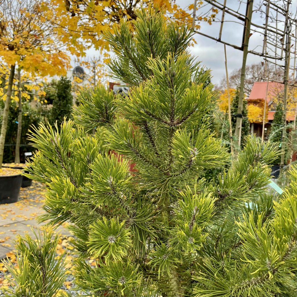 Pinus Mugo 'Winter Gold' - UK Plants - Architectural Plants