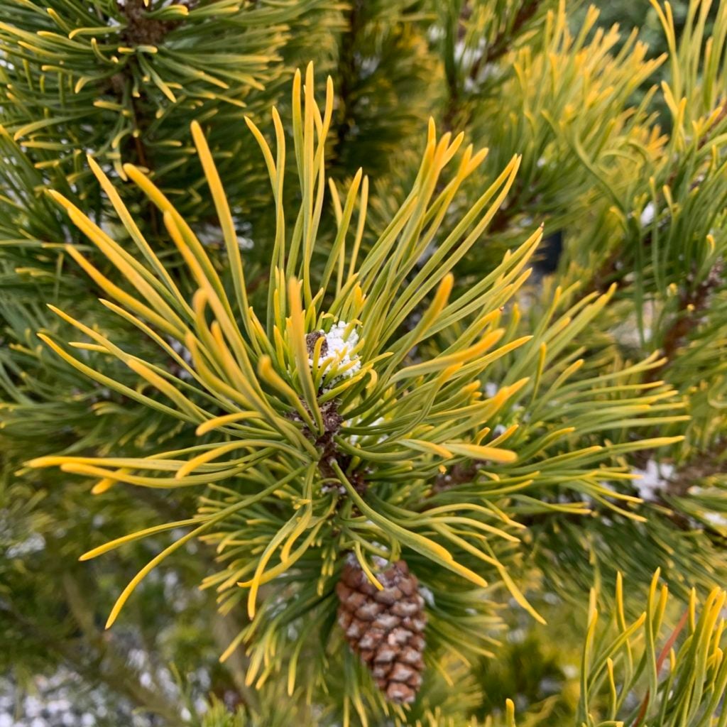 Pinus Mugo 'Winter Gold' - UK Plants - Architectural Plants