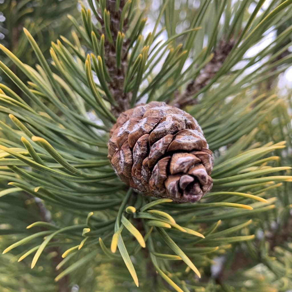 Pinus Mugo 'Winter Gold' - UK Plants - Architectural Plants