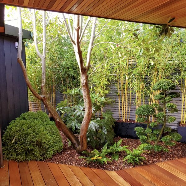 Japanese Atrium Garden Design - Architectural Plants