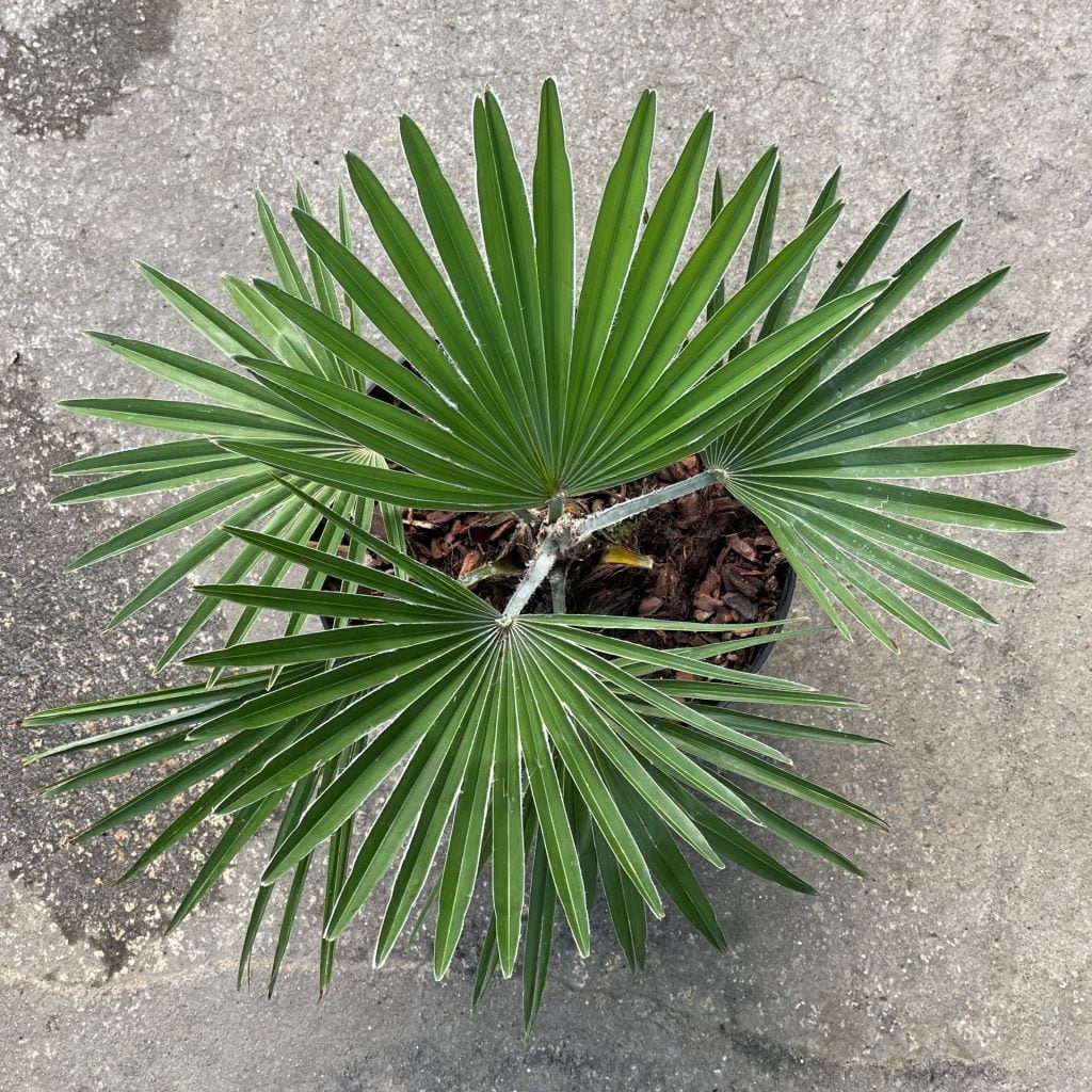 Buy Trachycarpus princeps (Stone Gate Palm) - Architectural Plants