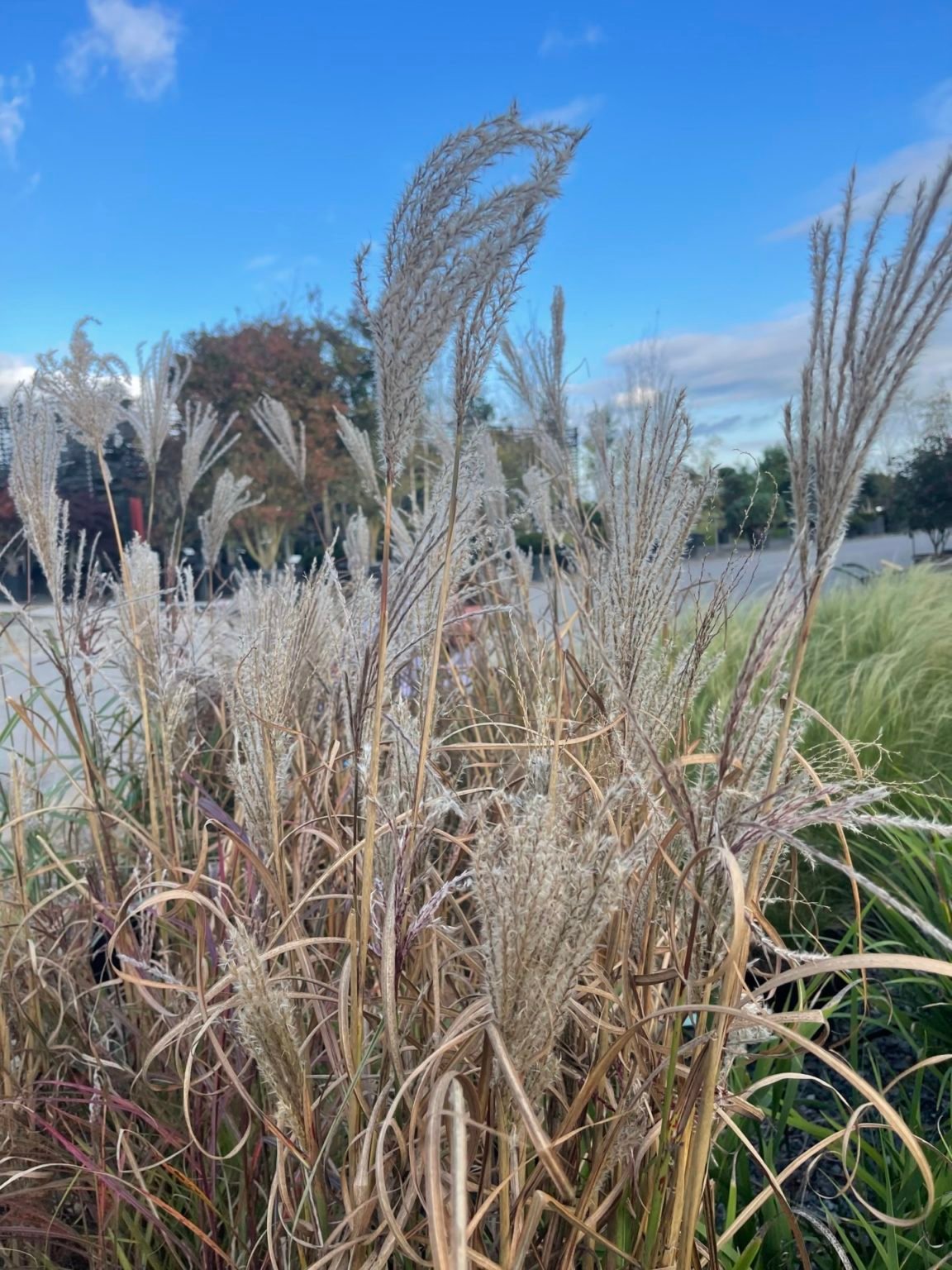 Miscanthus sinensis 'Graziella' - UK Plants - Architectural Plants