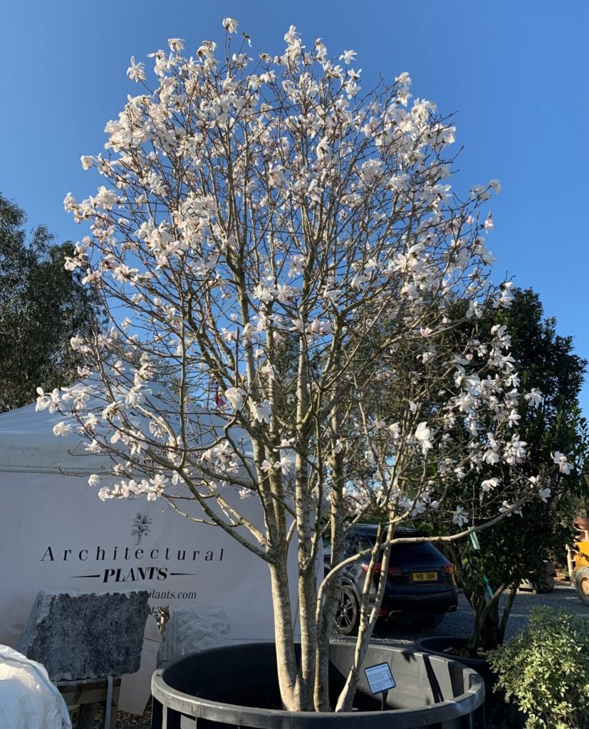 Buy Magnolia Stellata 'Royal Star' - Architectural Plants