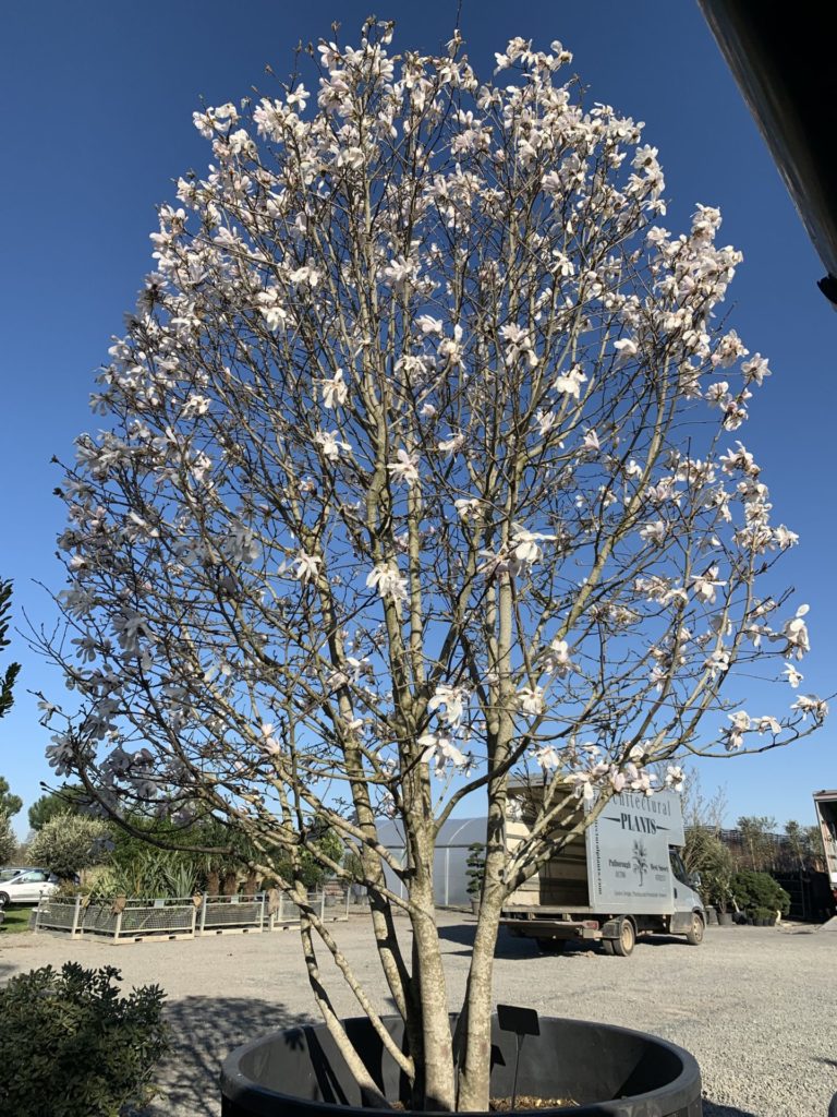 Buy Magnolia Stellata 'Royal Star' - Architectural Plants