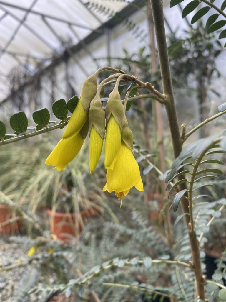 Sophora Microphylla 'Sun King' - UK Plants - Architectural Plants