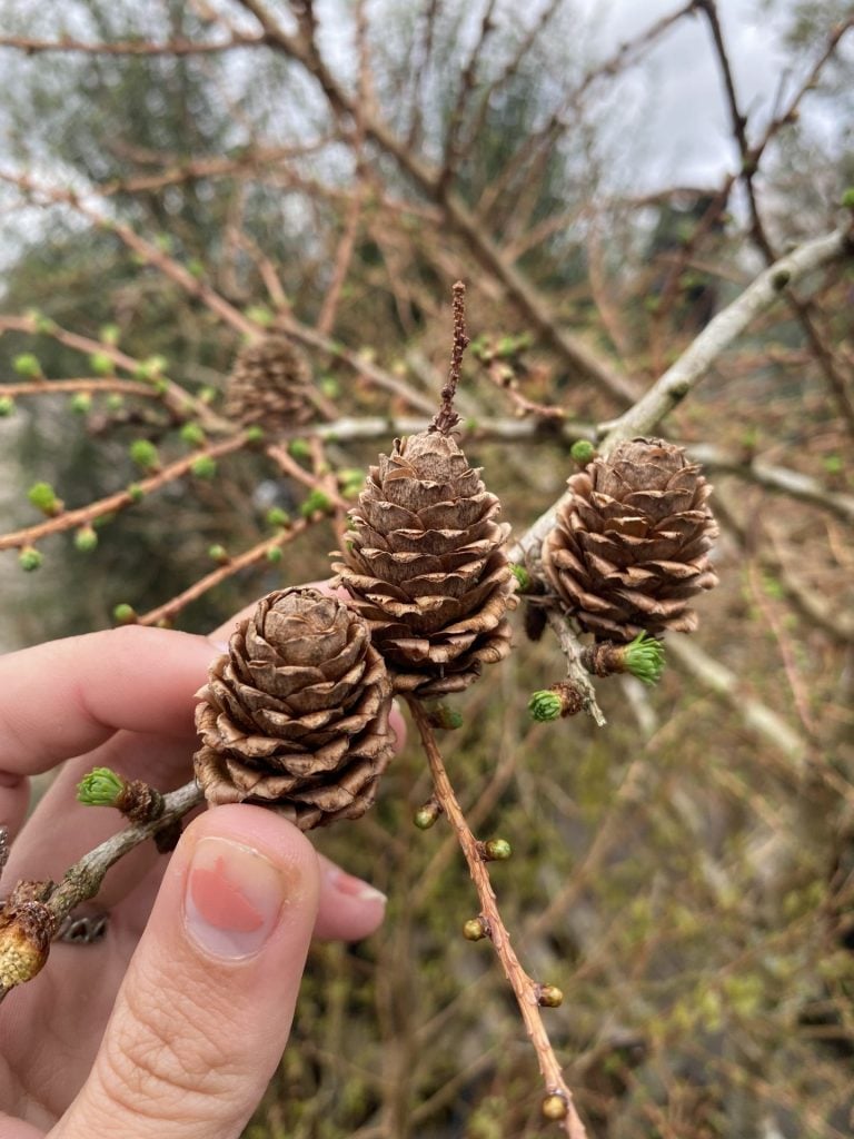 Buy Larix Kaempferi - Architectural Plants