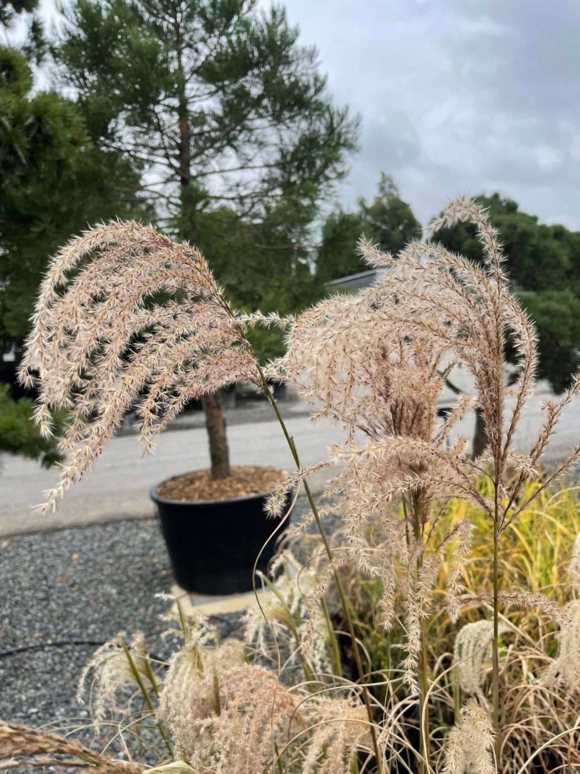 Miscanthus sinensis 'Graziella' - UK Plants - Architectural Plants
