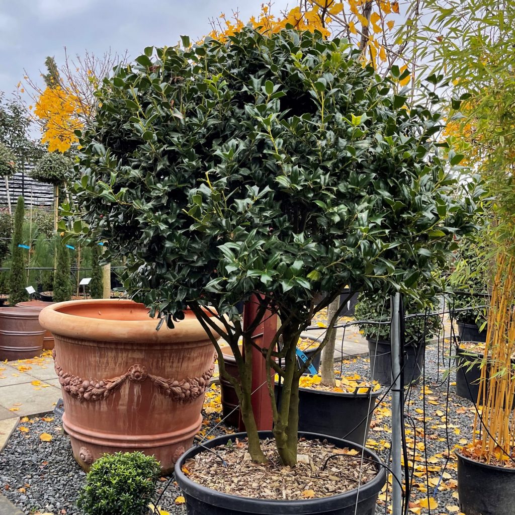 Buy Ilex cornuta furcata (Chinese or Horned Holly) - Architectural Plants