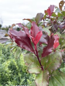 Buy Photinia x fraseri 'Magical Volcano' - Architectural Plants