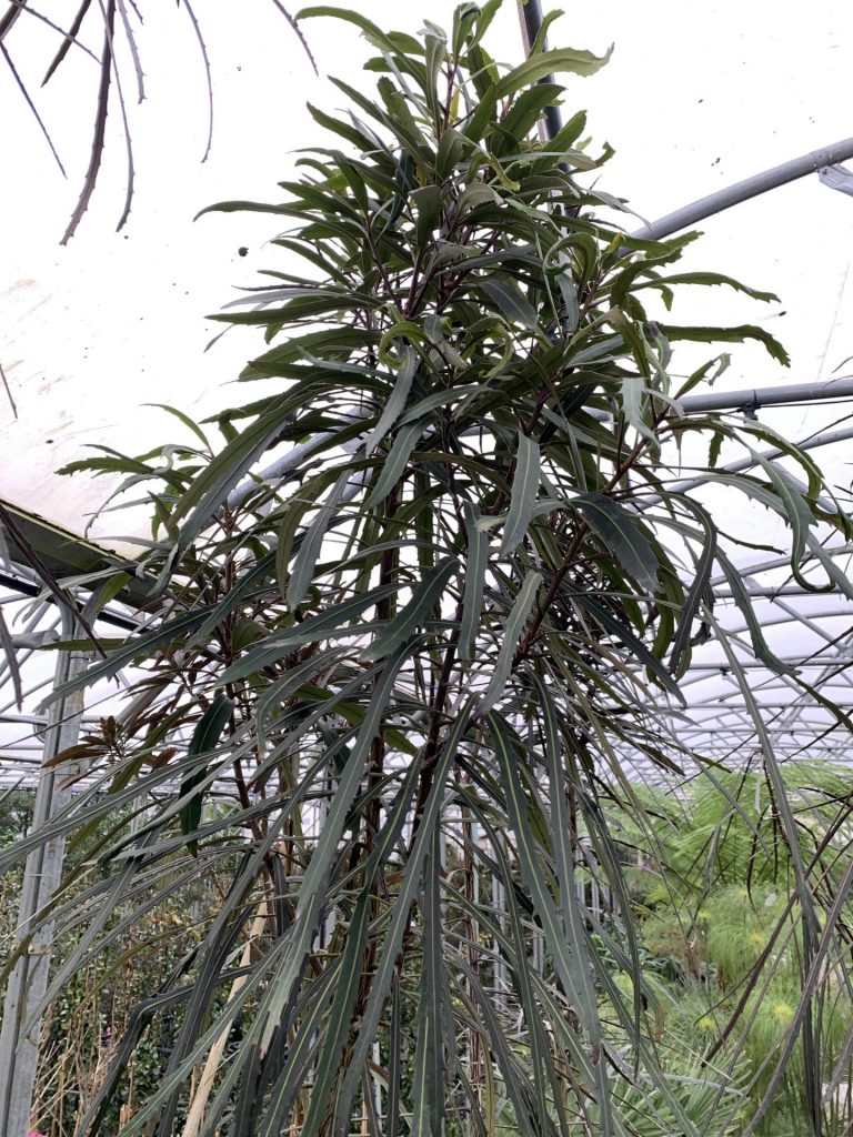 Pseudopanax lessonii 'Moa's Toes' - Architectural Plants