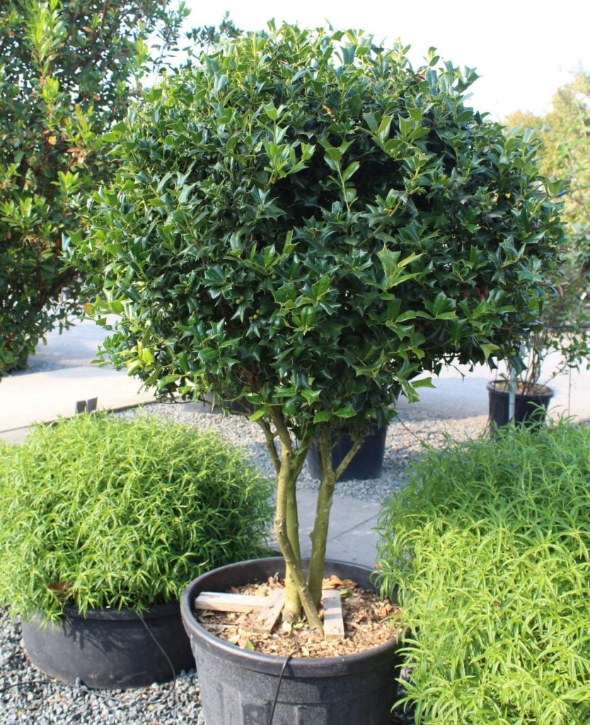 Buy Ilex cornuta furcata (Chinese or Horned Holly) - Architectural Plants