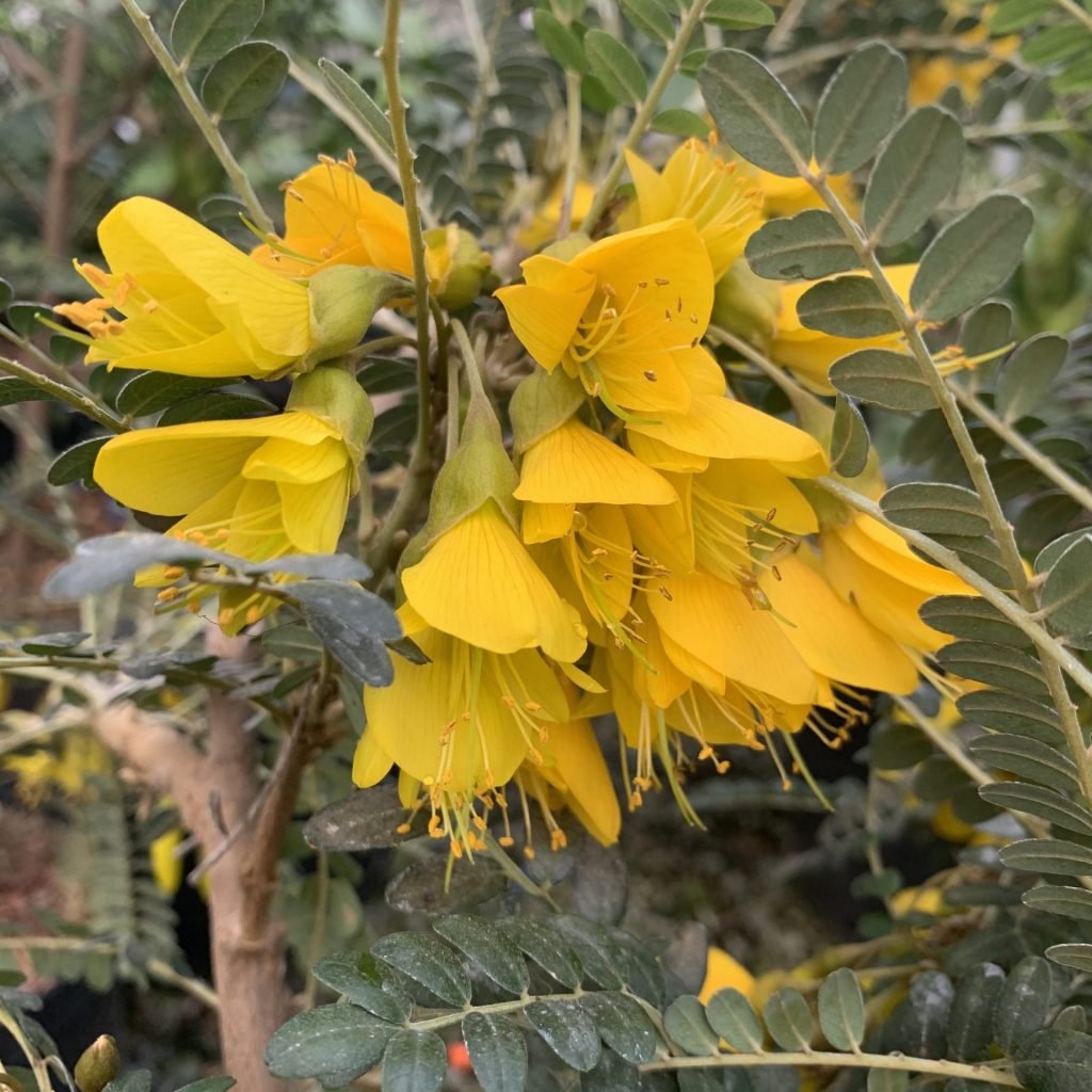 Sophora Microphylla 'Sun King' - UK Plants - Architectural Plants