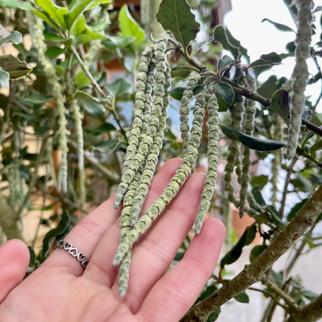 Buy Garrya elliptica - Architectural Plants