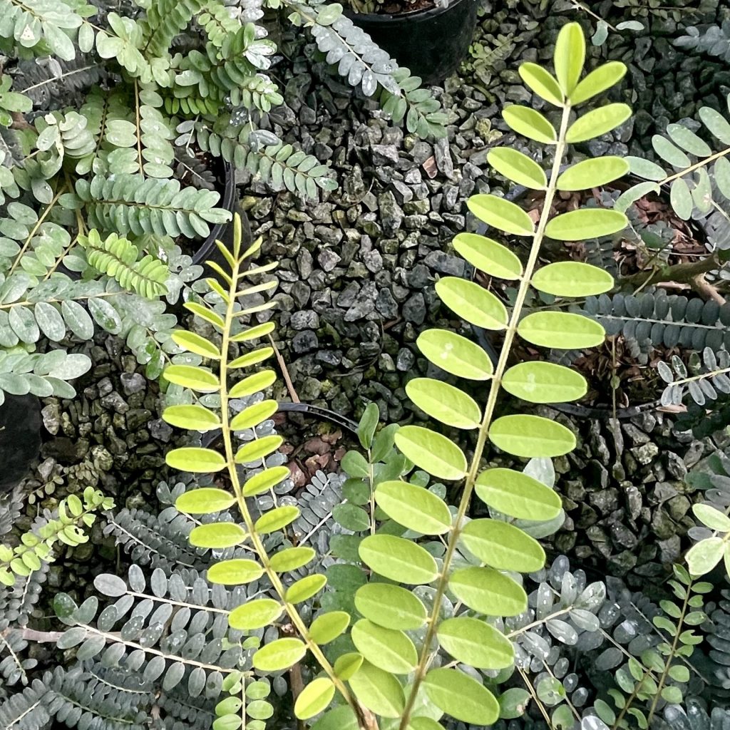 Sophora Microphylla 'Sun King' - UK Plants - Architectural Plants