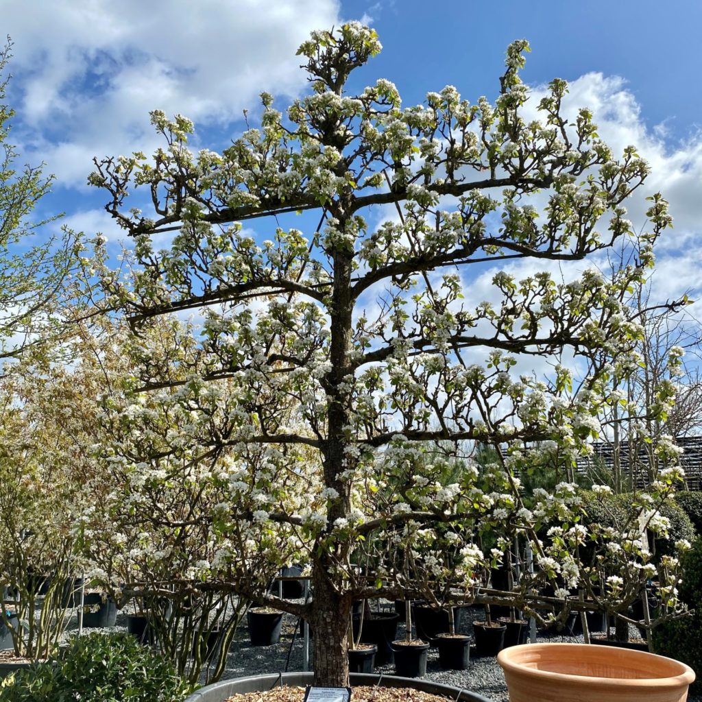 Buy Pyrus communis 'Conference' - Architectural Plants