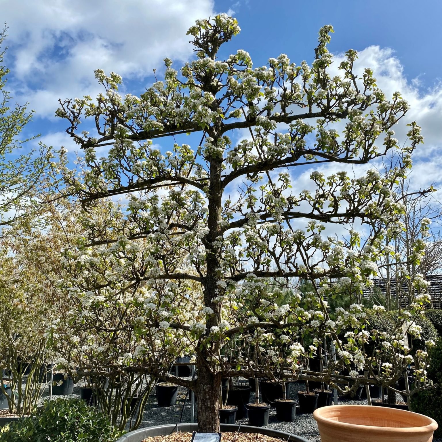 Buy Pyrus communis 'Conference' - Architectural Plants