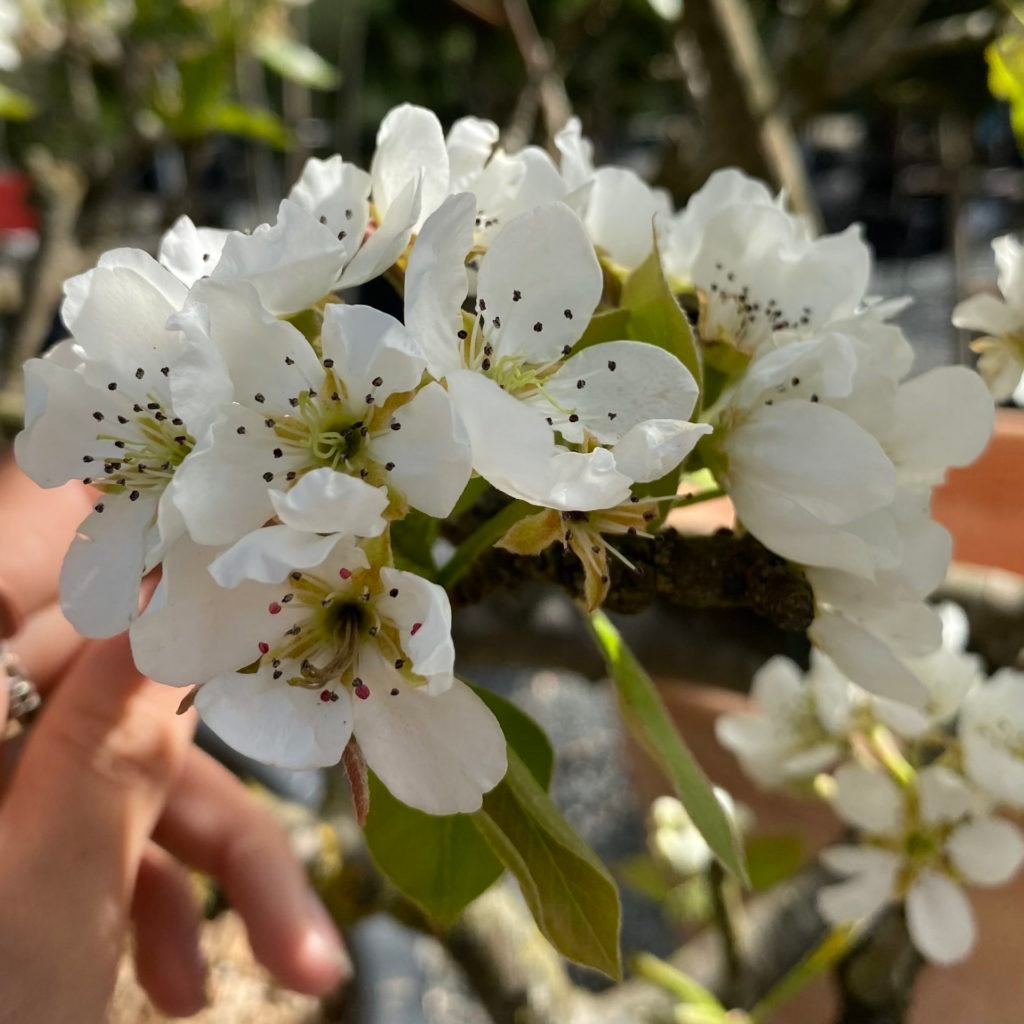 Buy Pyrus communis 'Conference' - Architectural Plants