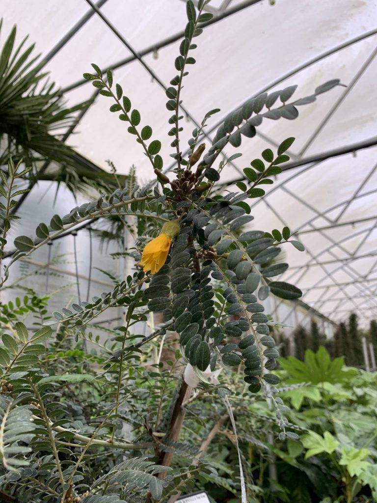 Sophora Microphylla 'Sun King' - UK Plants - Architectural Plants