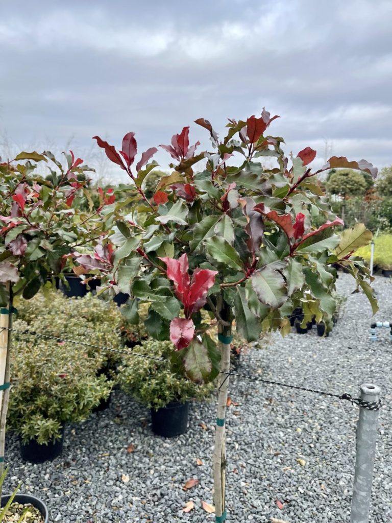 Buy Photinia x fraseri 'Magical Volcano' - Architectural Plants