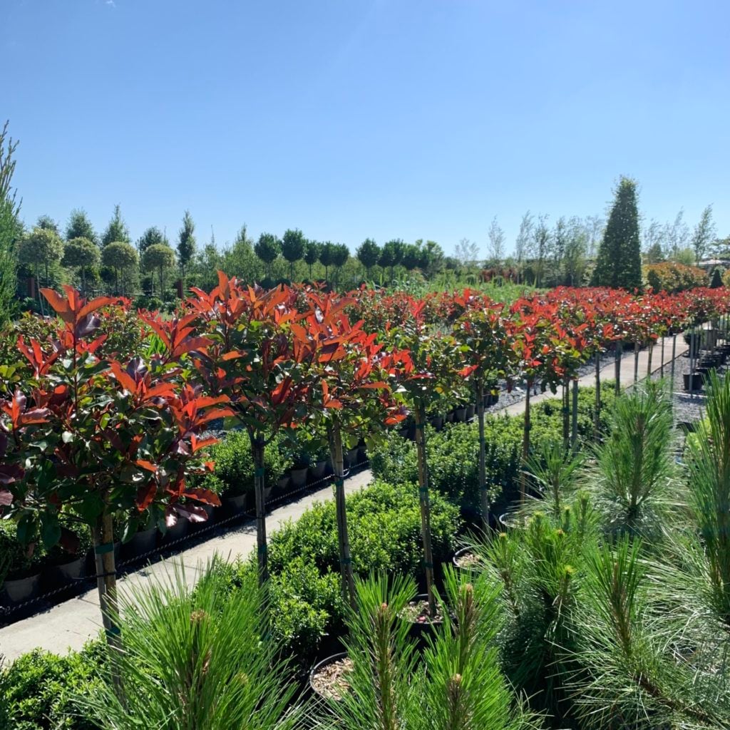 Buy Photinia x fraseri 'Magical Volcano' - Architectural Plants
