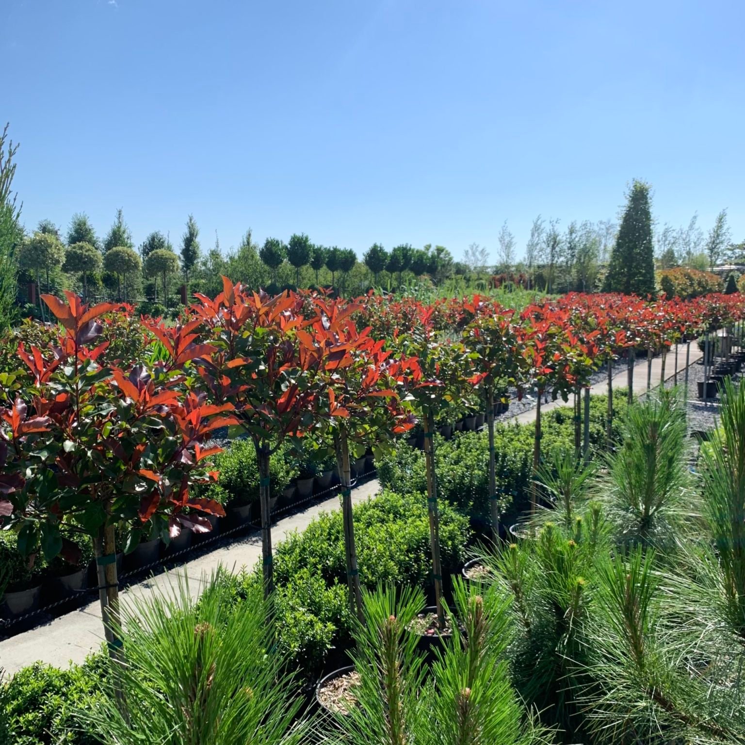 Buy Photinia x fraseri 'Magical Volcano' - Architectural Plants