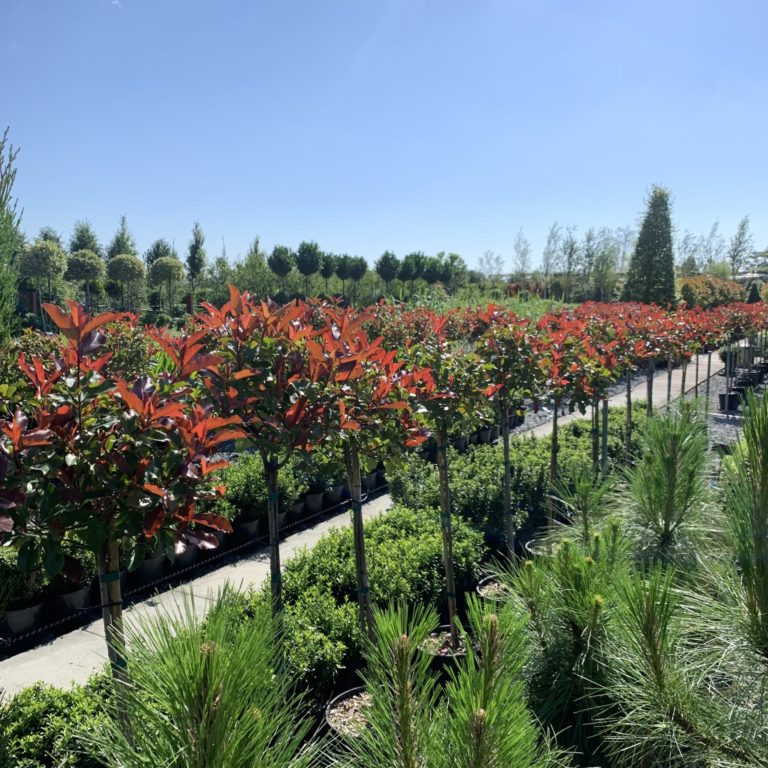 Buy Photinia x fraseri 'Magical Volcano' - Architectural Plants