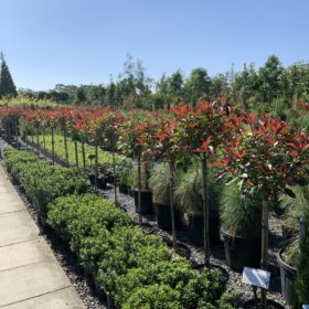 Buy Photinia x fraseri 'Magical Volcano' - Architectural Plants