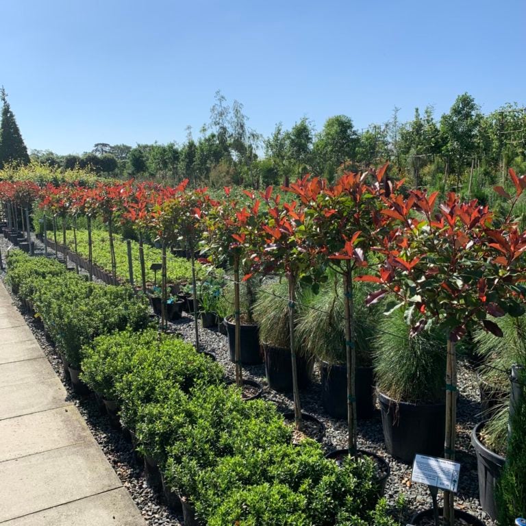 Buy Photinia x fraseri 'Magical Volcano' - Architectural Plants