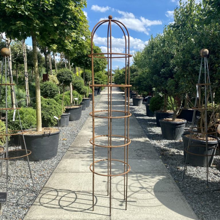 Buy Plant Support - Clematis Rose Cage - Architectural Plants