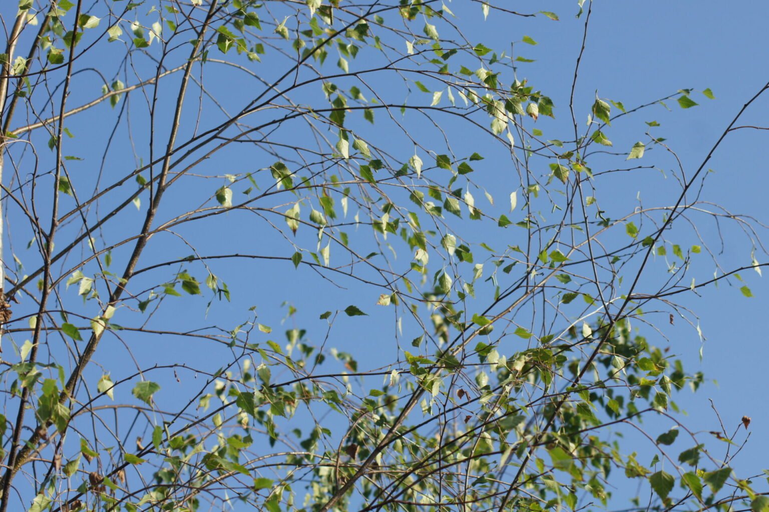 Buy Betula Utilis 'Doorenbos' - Architectural Plants