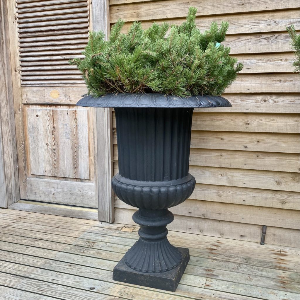 Buy Fluted Venetian Straight Urn TPC - Architectural Plants