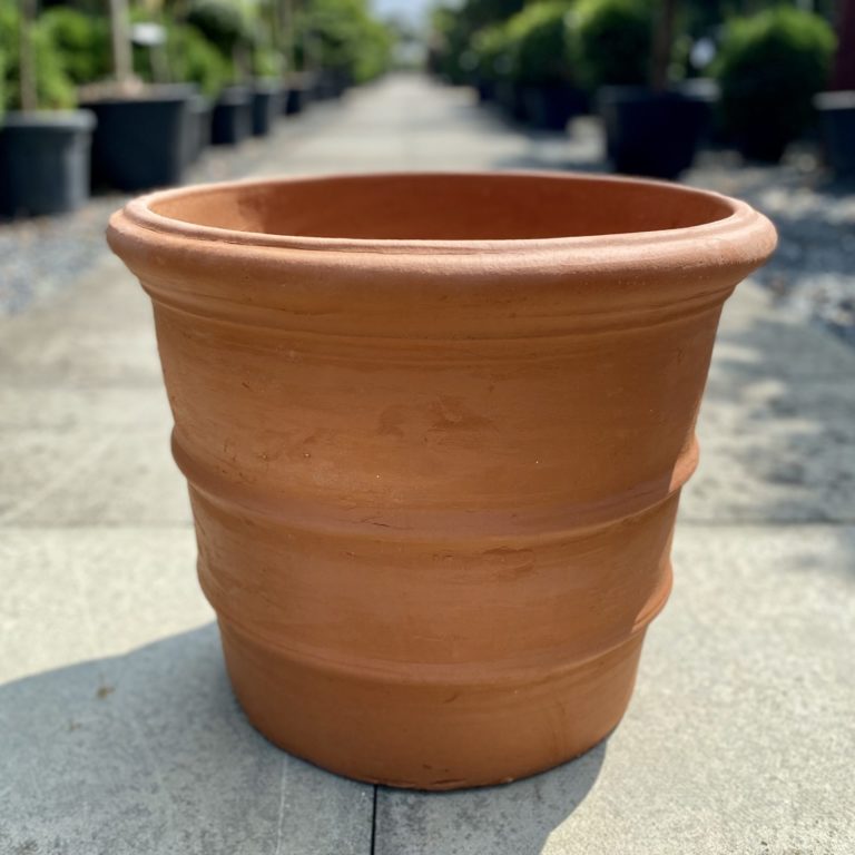 Buy Florentine Terracini - Architectural Plants