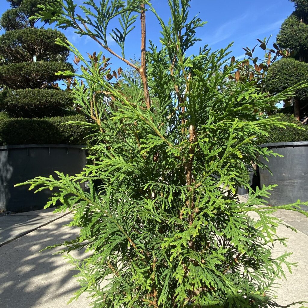 Buy Thuja occidentalis - Architectural Plants
