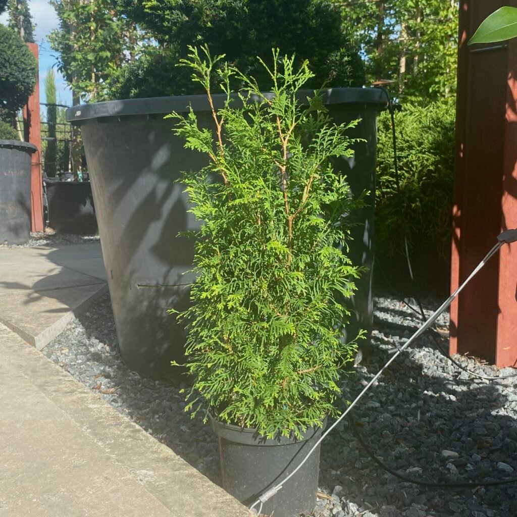 Buy Thuja occidentalis - Architectural Plants