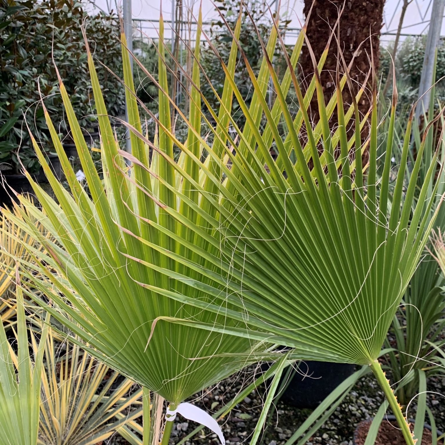 Buy Trachycarpus princeps (Stone Gate Palm) - Architectural Plants