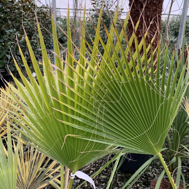 Buy Trachycarpus princeps (Stone Gate Palm) - Architectural Plants