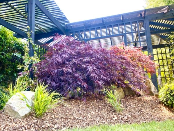 The Acer House - Architectural Plants