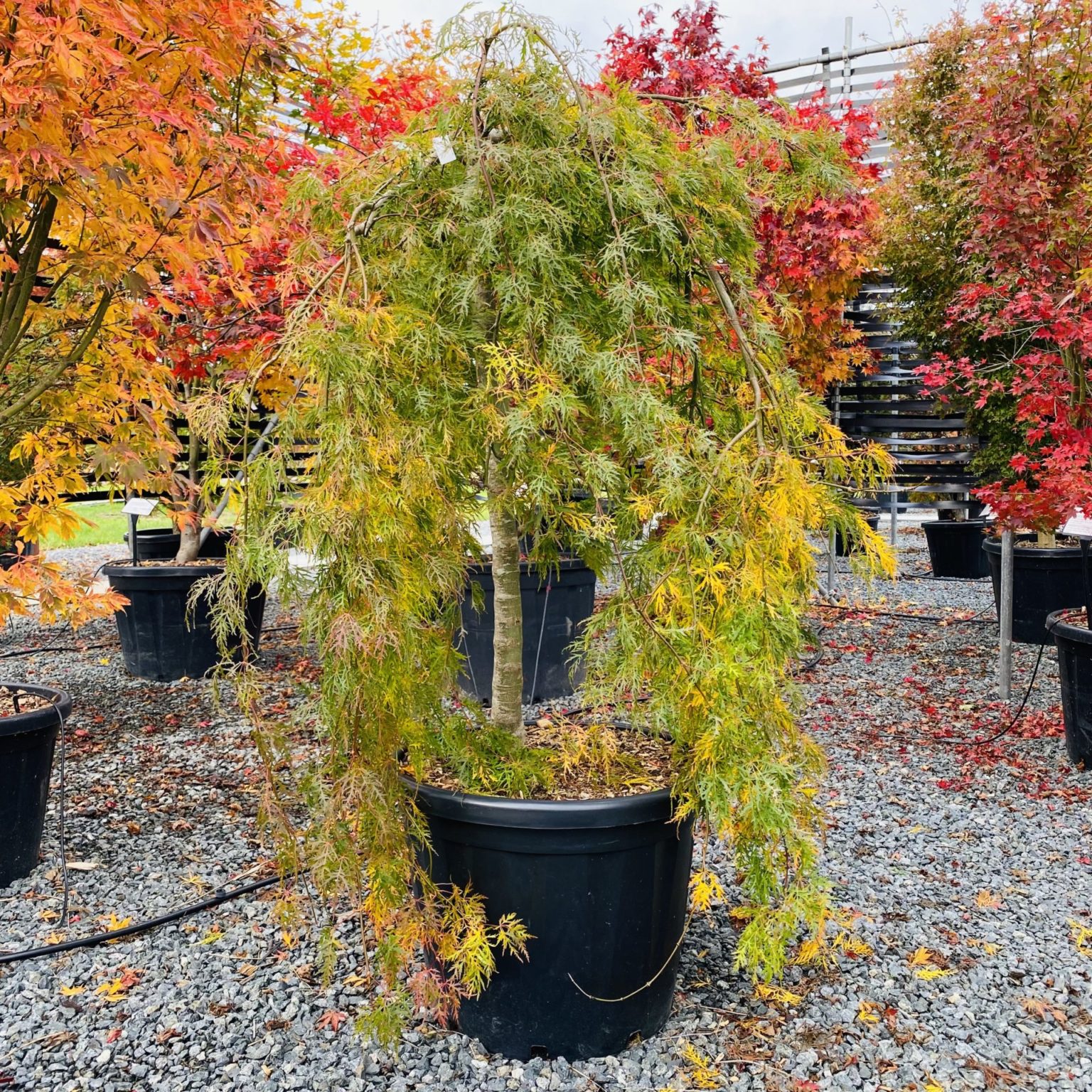 The Acer House - Architectural Plants