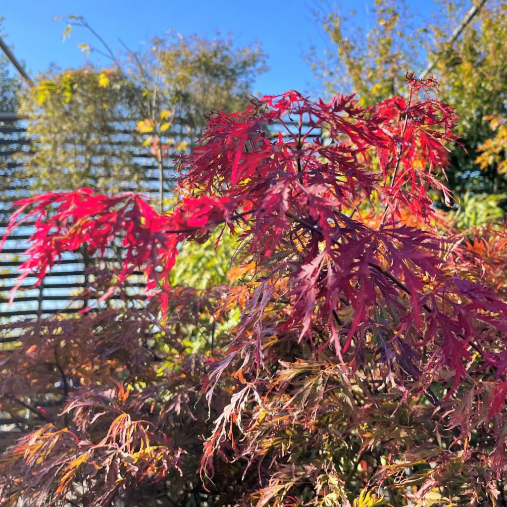 Acer Palmatum 'Crimson Queen' - UK Plants - Architectural Plants