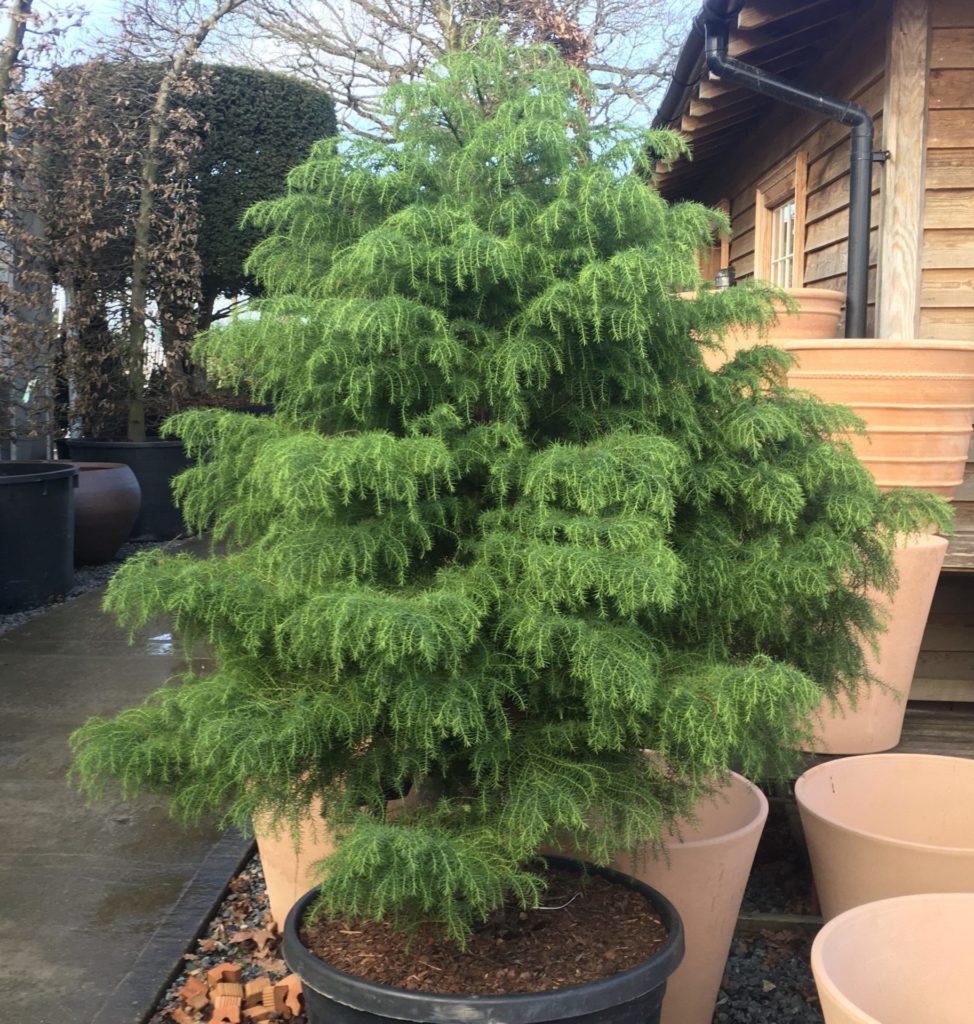Buy Cryptomeria Japonica 'Elegans viridis' - Architectural Plants