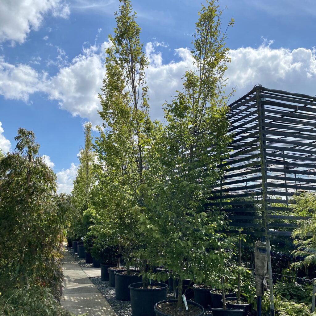 Buy Carpinus Betulus 'Lucas' - Architectural Plants