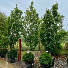 Large Trees for Sale in the UK | Over 30ft | Architectural Plants