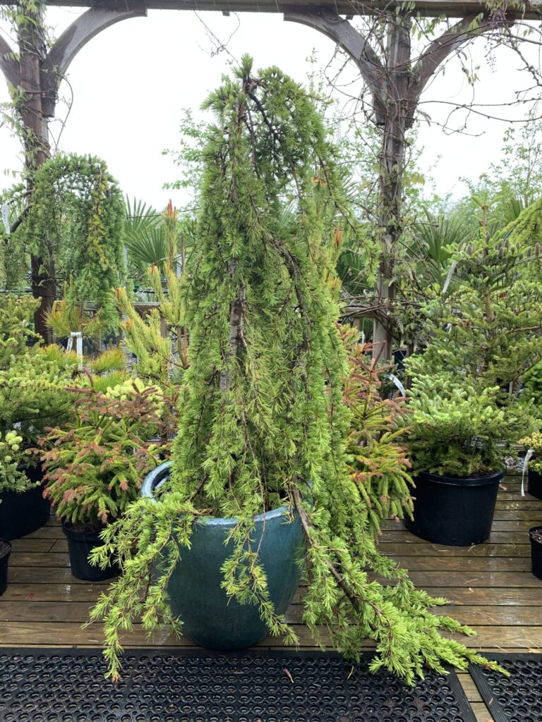 Buy Cedrus Deodara Pendula - Architectural Plants