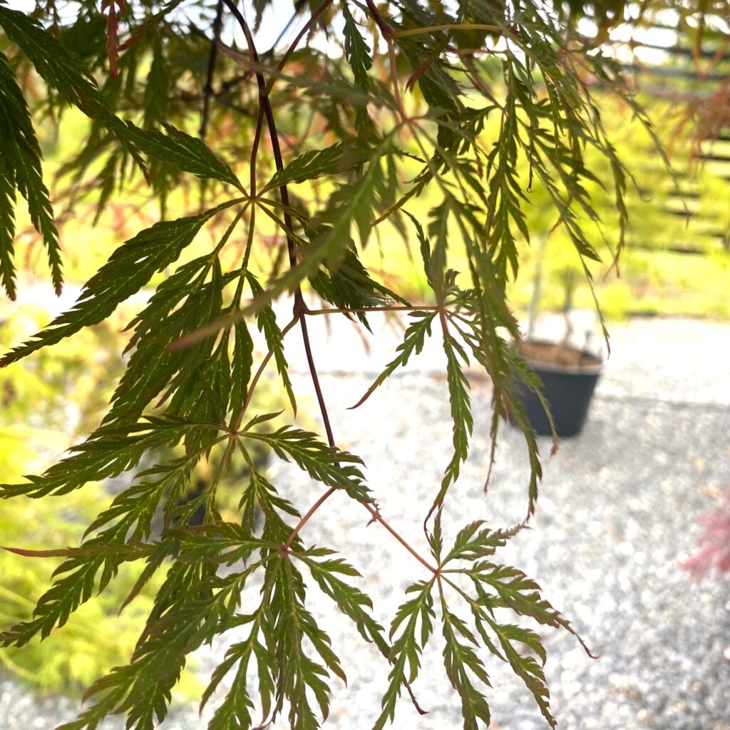 Acer palmatum dissectum 'Orangeola' - Architectural Plants