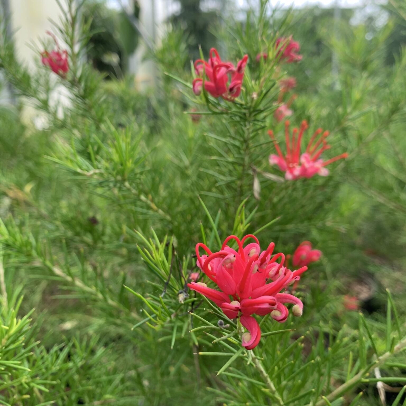 Buy Grevillea ‘Canberra Gem’ (Spider Flower) - Architectural Plants
