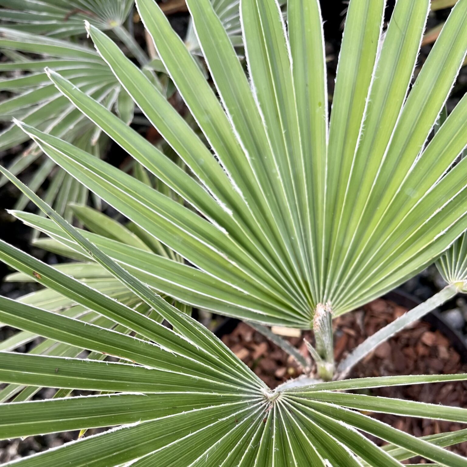 Buy Trachycarpus princeps (Stone Gate Palm) - Architectural Plants