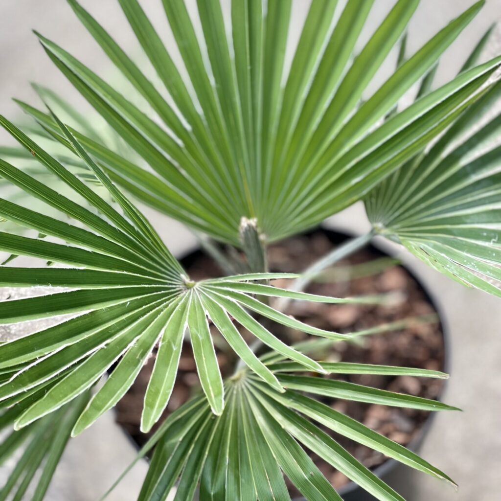 Buy Trachycarpus princeps (Stone Gate Palm) - Architectural Plants