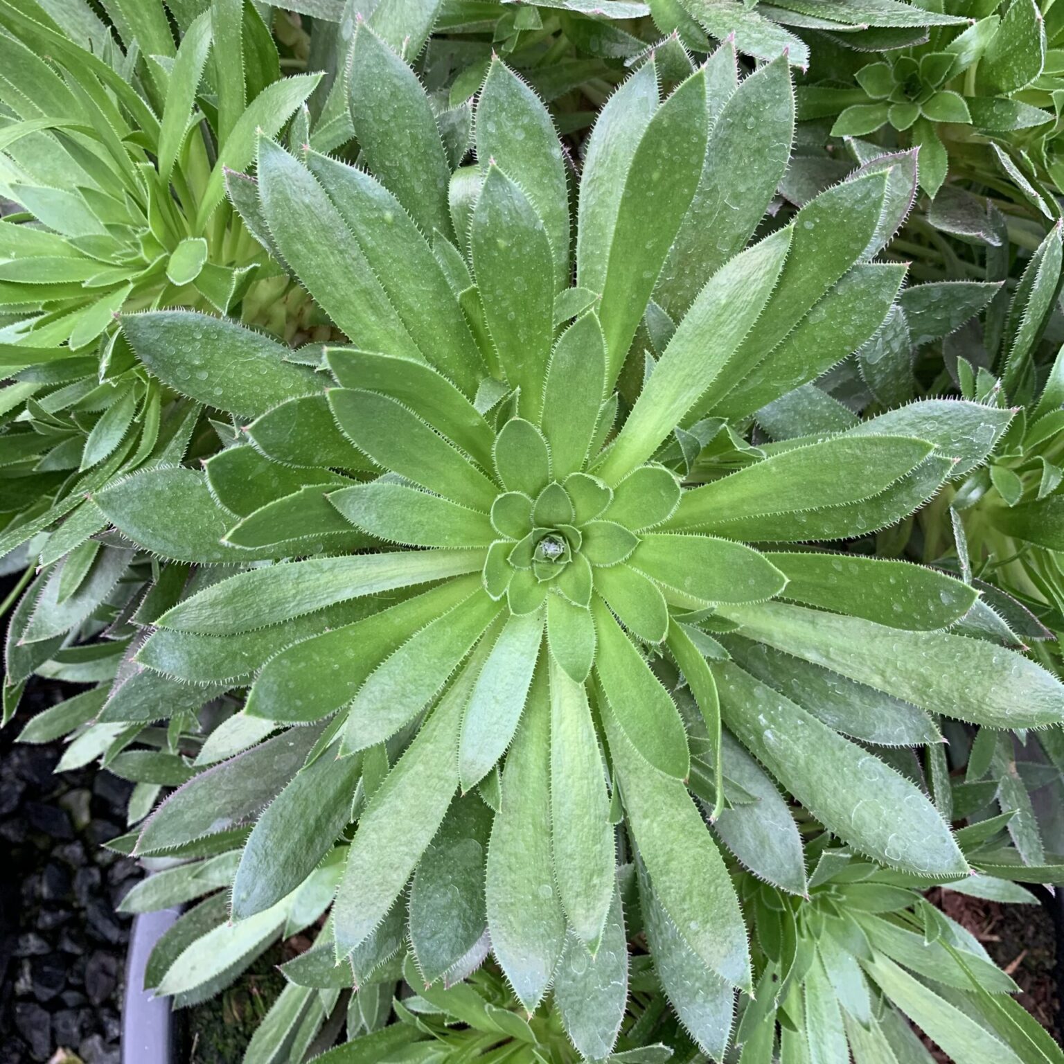 African Plants & Trees | Enquire Today | Architectural Plants