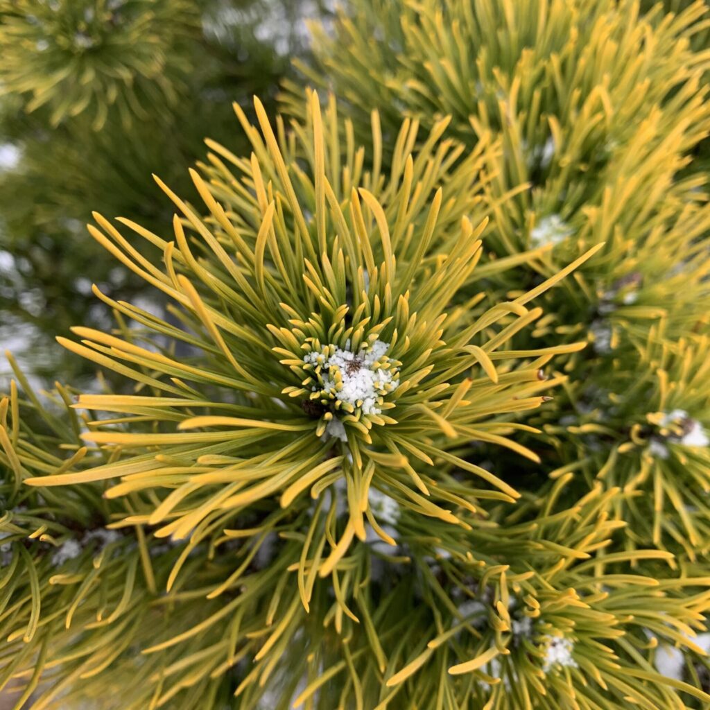 Buy Pinus Mugo 'Carstens Wintergold' - Architectural Plants