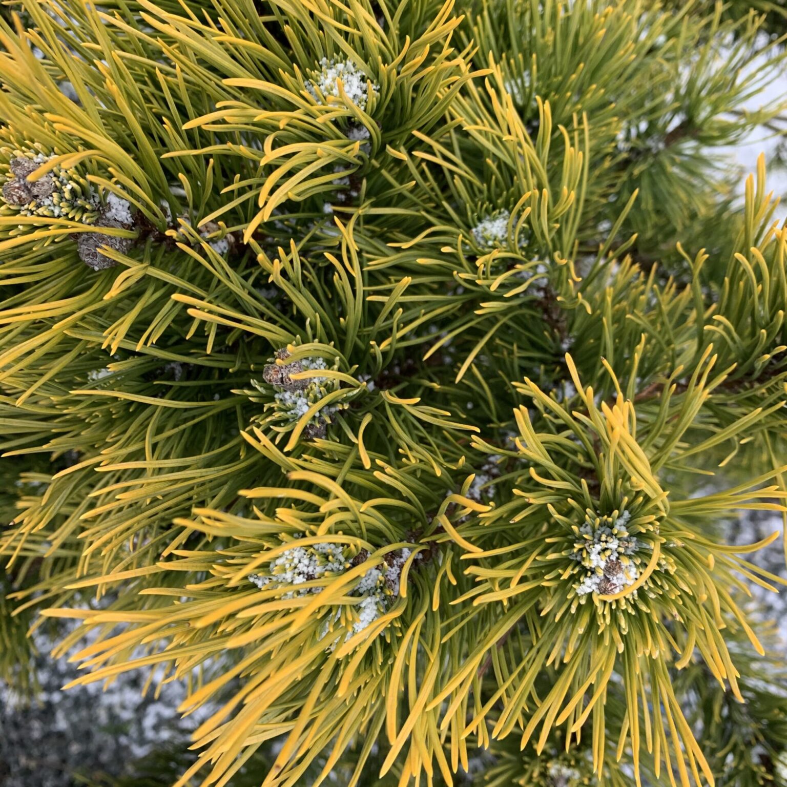 Buy Pinus Mugo 'Carstens Wintergold' - Architectural Plants